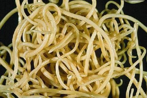 Central Equine Vets In Edinburgh